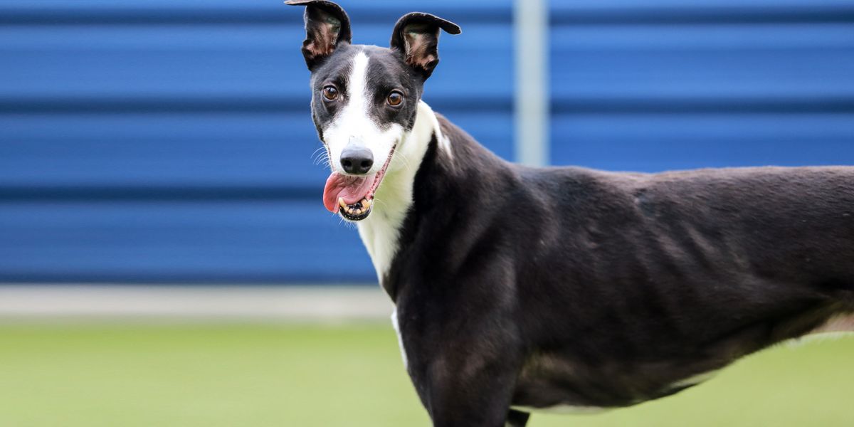 Battersea Dogs & Cats Home | Battersea Dogs & Cats Home